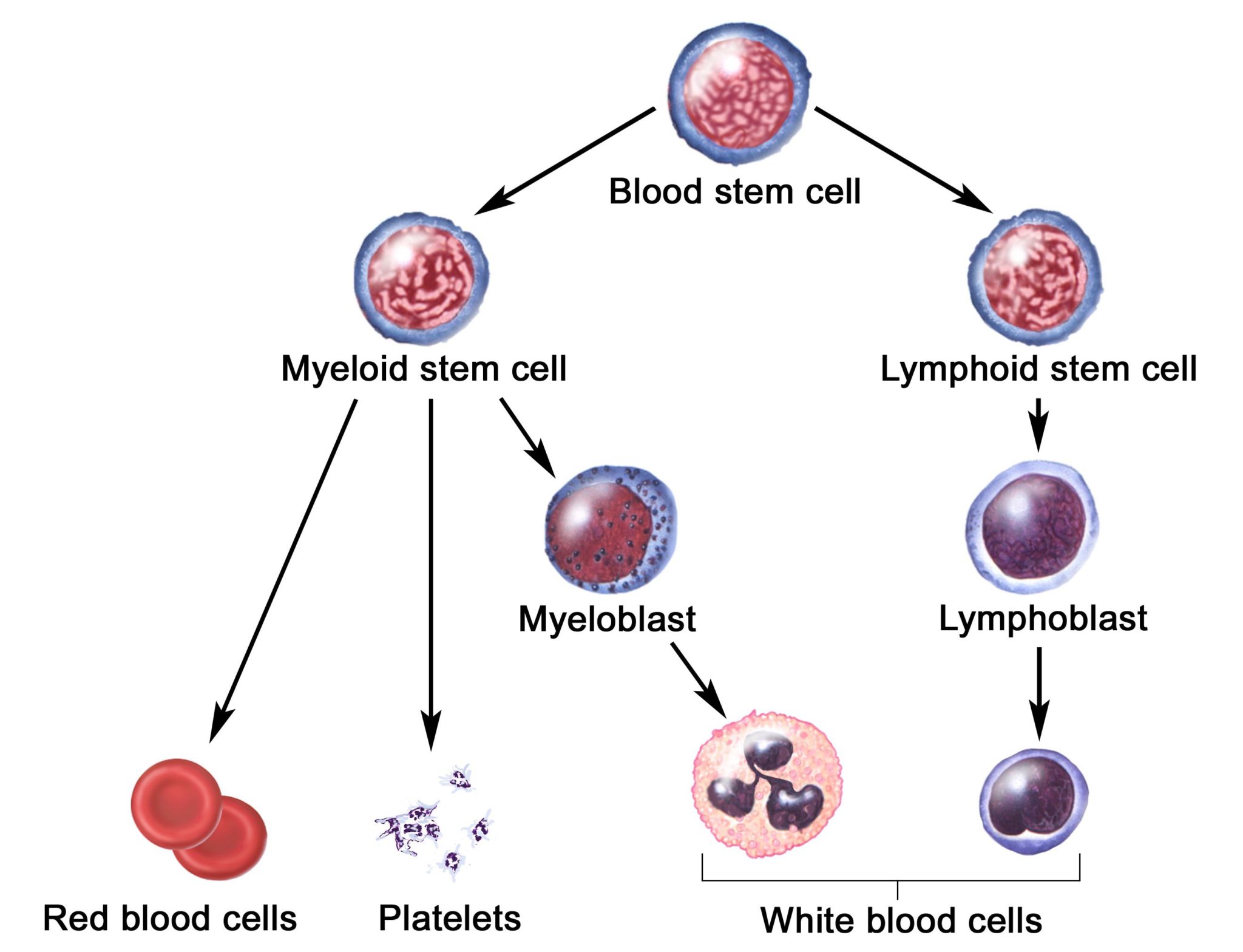 Polycythemia Vera Symptoms & Causes - The Patient Story